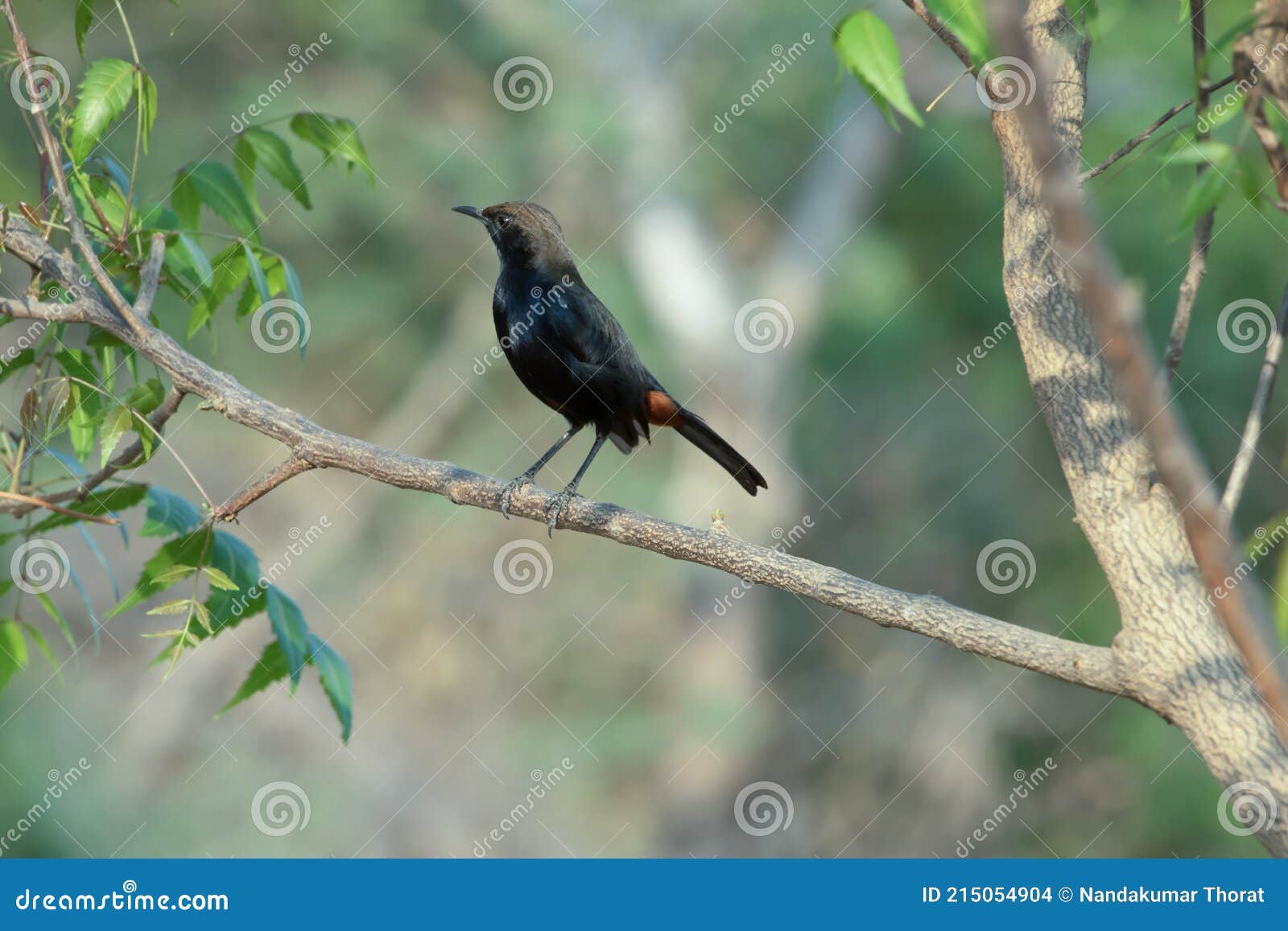 Beautiful bird on the tree stock photo. Image of leaf - 215054904