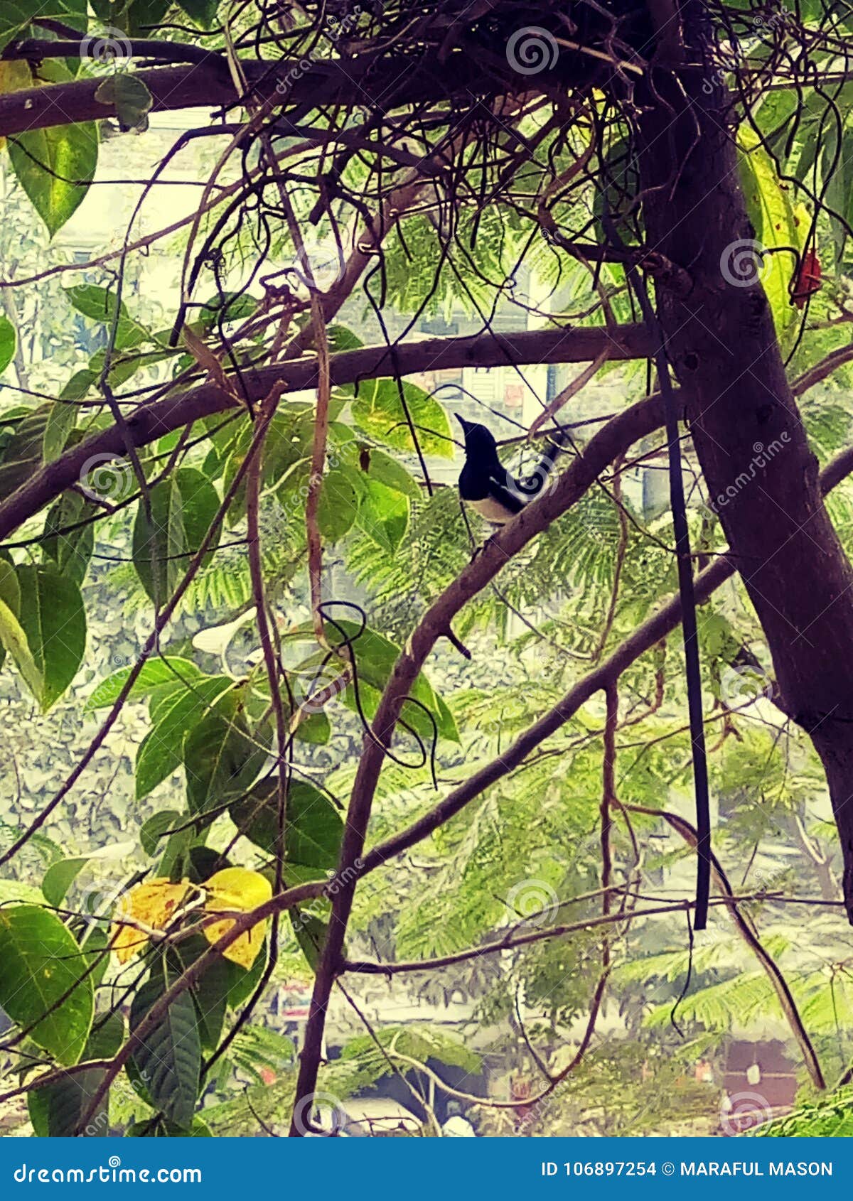 A Beautiful Bird is on the Tree Stock Photo - Image of flock, flora ...