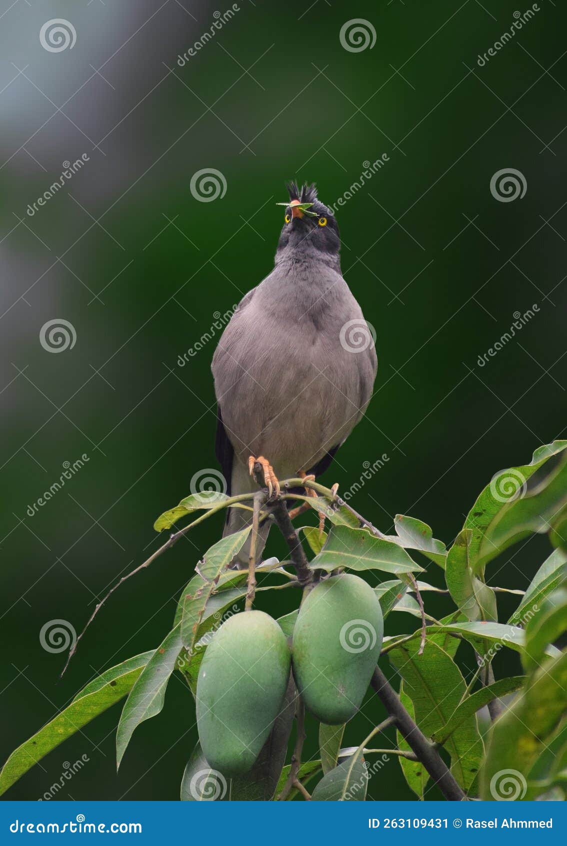 A Beautiful Bird with Two Mango Stock Image - Image of branch, leaf ...