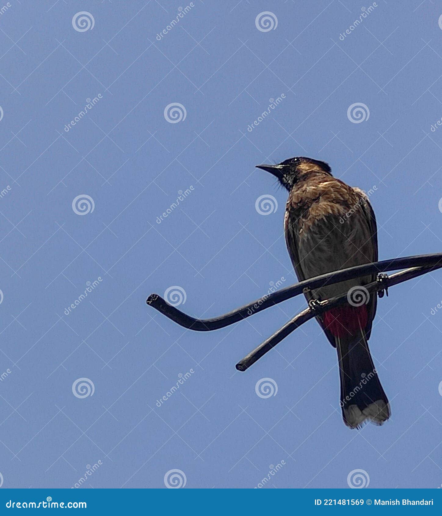 Beautiful Bird Waiting for Someone Stock Image - Image of waiting, bird ...