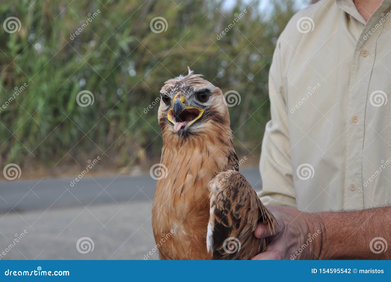 The Bonelli`s Eagle Aquila Fasciata, Male Eagle Attacking The Pigeon ...