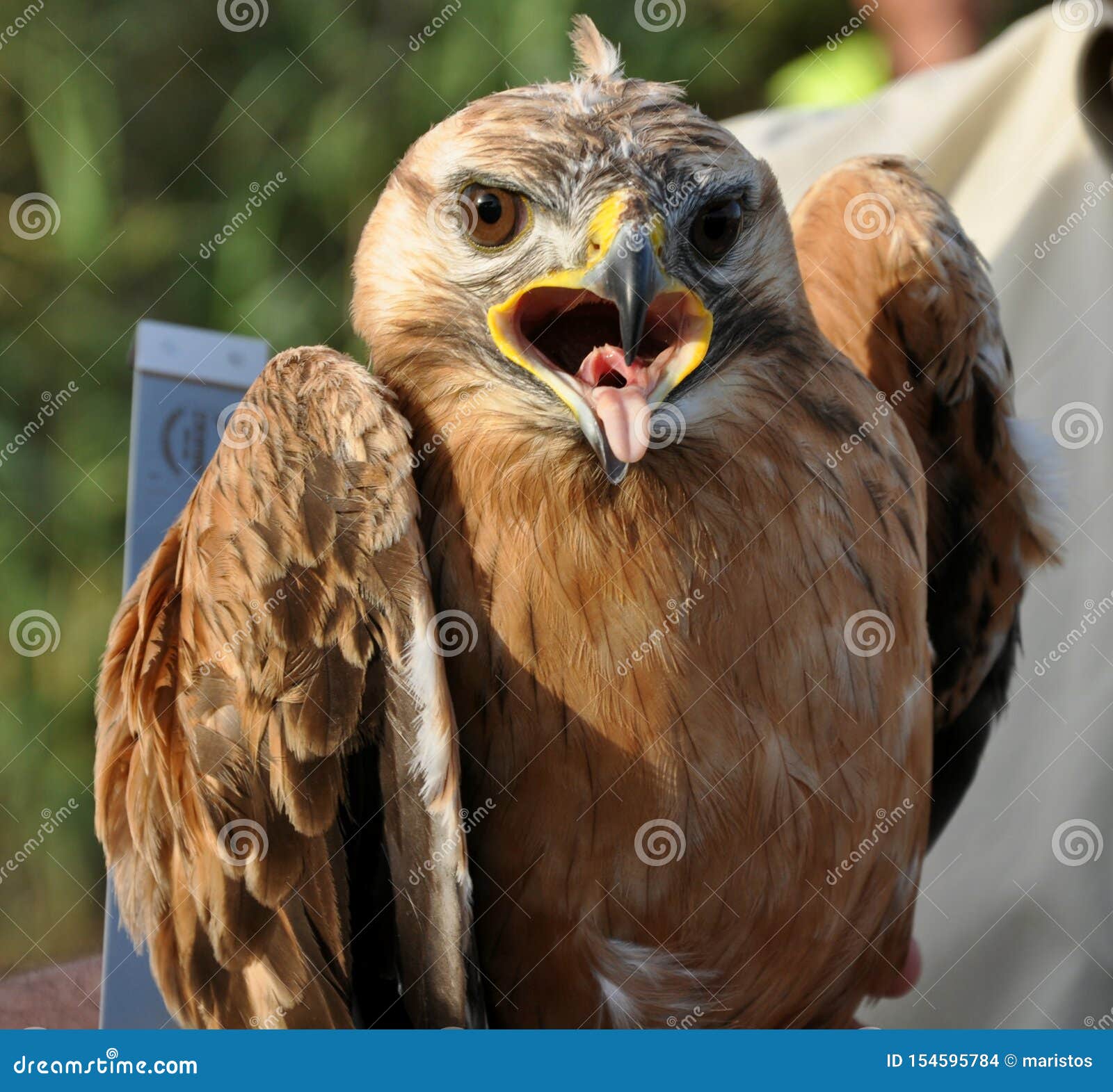 The Bonelli`s Eagle Aquila Fasciata, Male Eagle Attacking The Pigeon ...