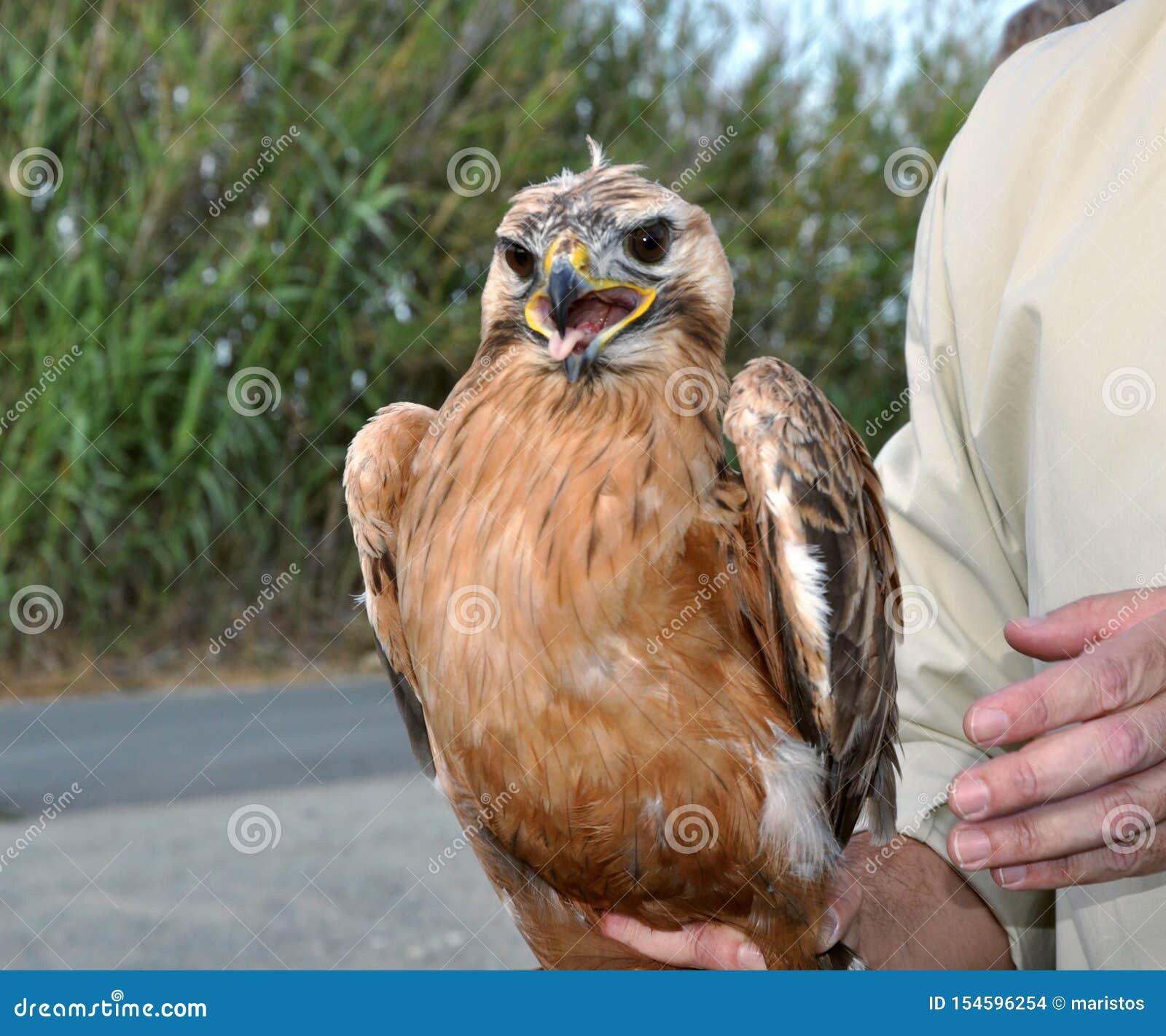 The Bonelli`s Eagle Aquila Fasciata, Male Eagle Attacking The Pigeon ...