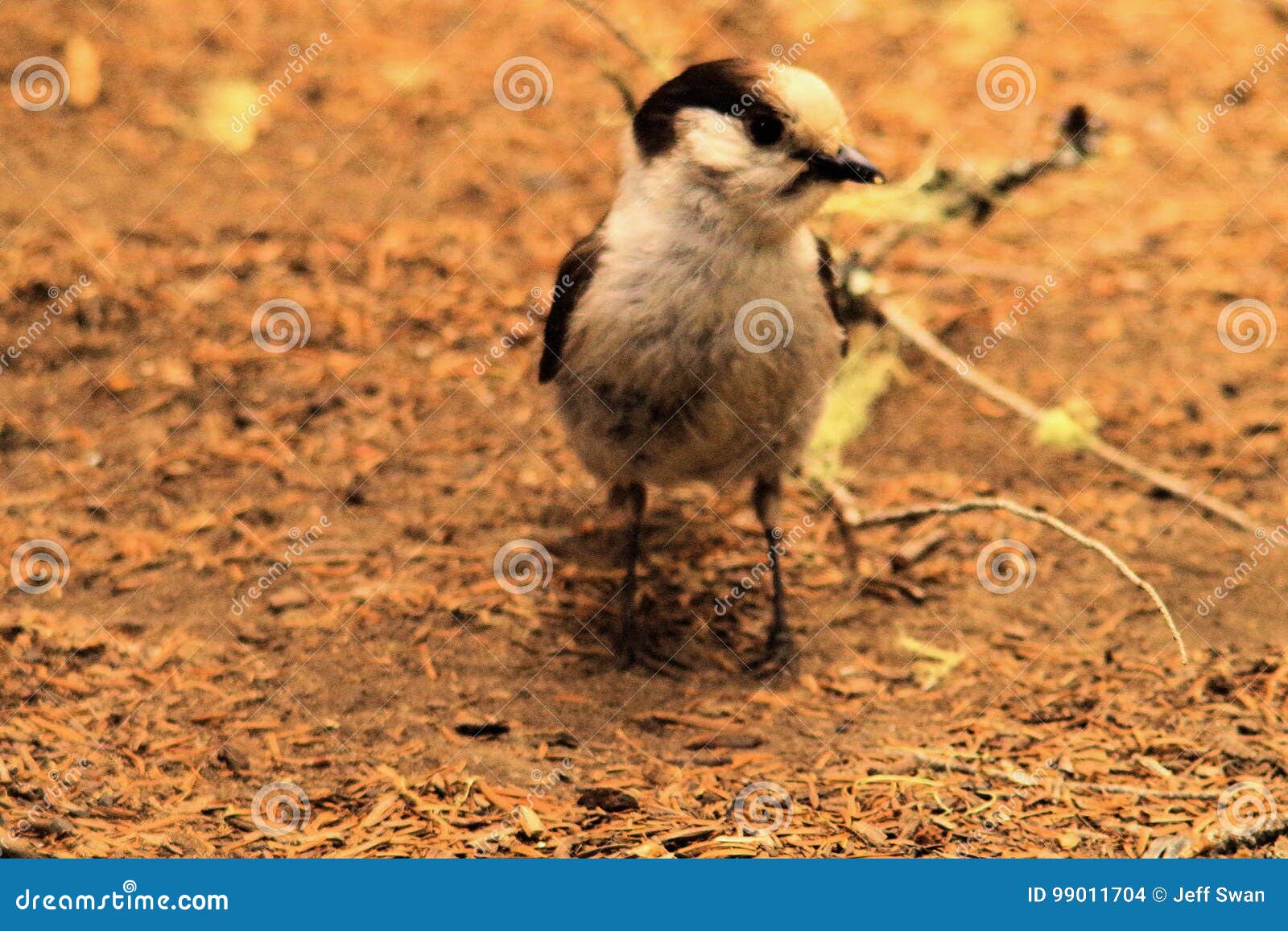 Beautiful birds stock photo. Image of nature, beautiful - 99011704