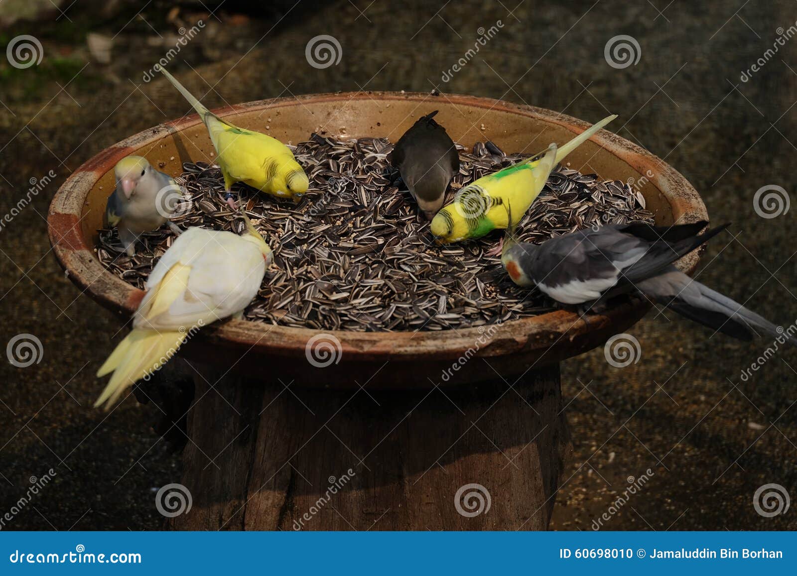 BEAUTIFUL BIRDS EATING stock photo. Image of beautiful - 60698010