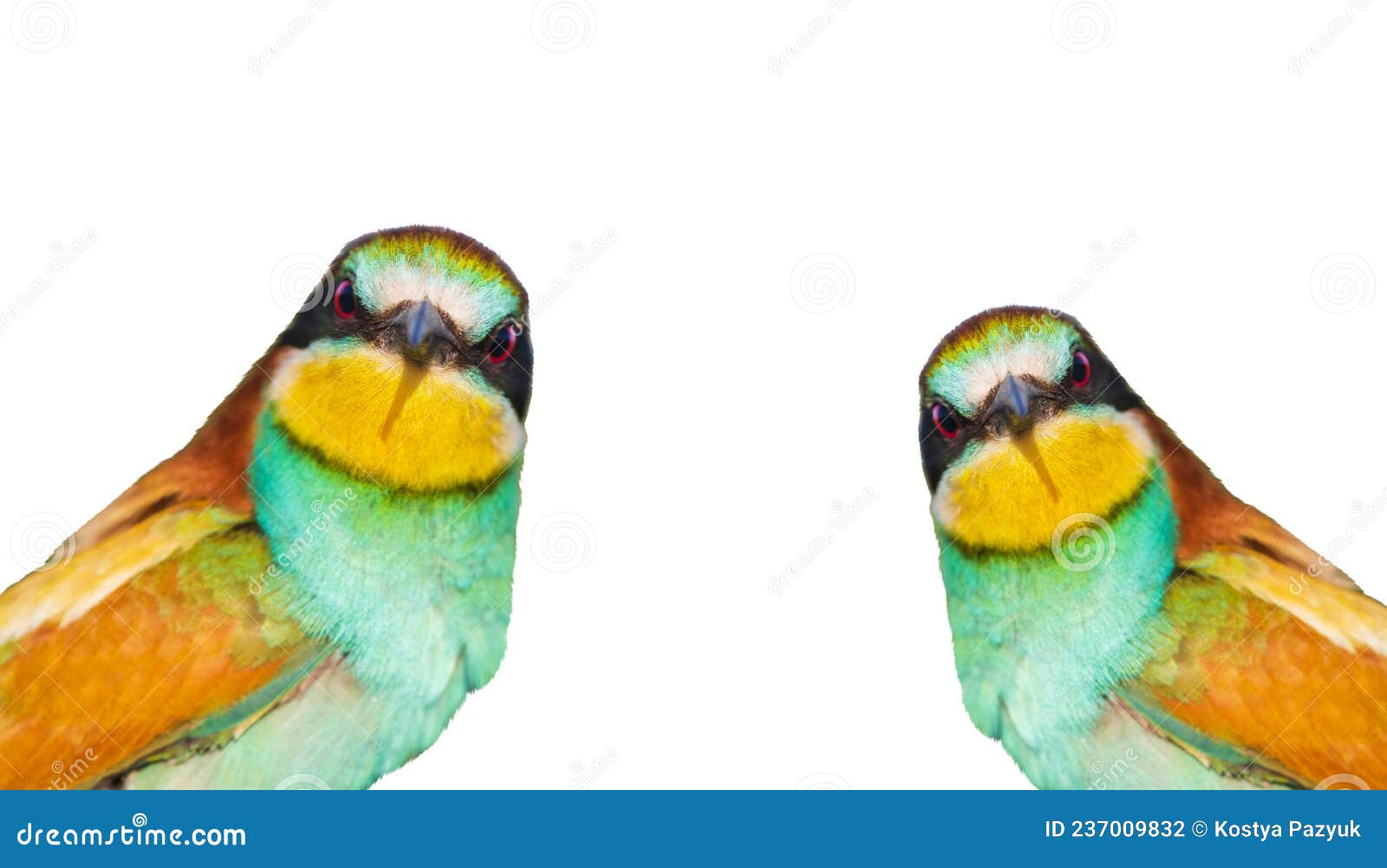 Beautiful Birds Interesting Looks into the Camera Stock Photo - Image ...