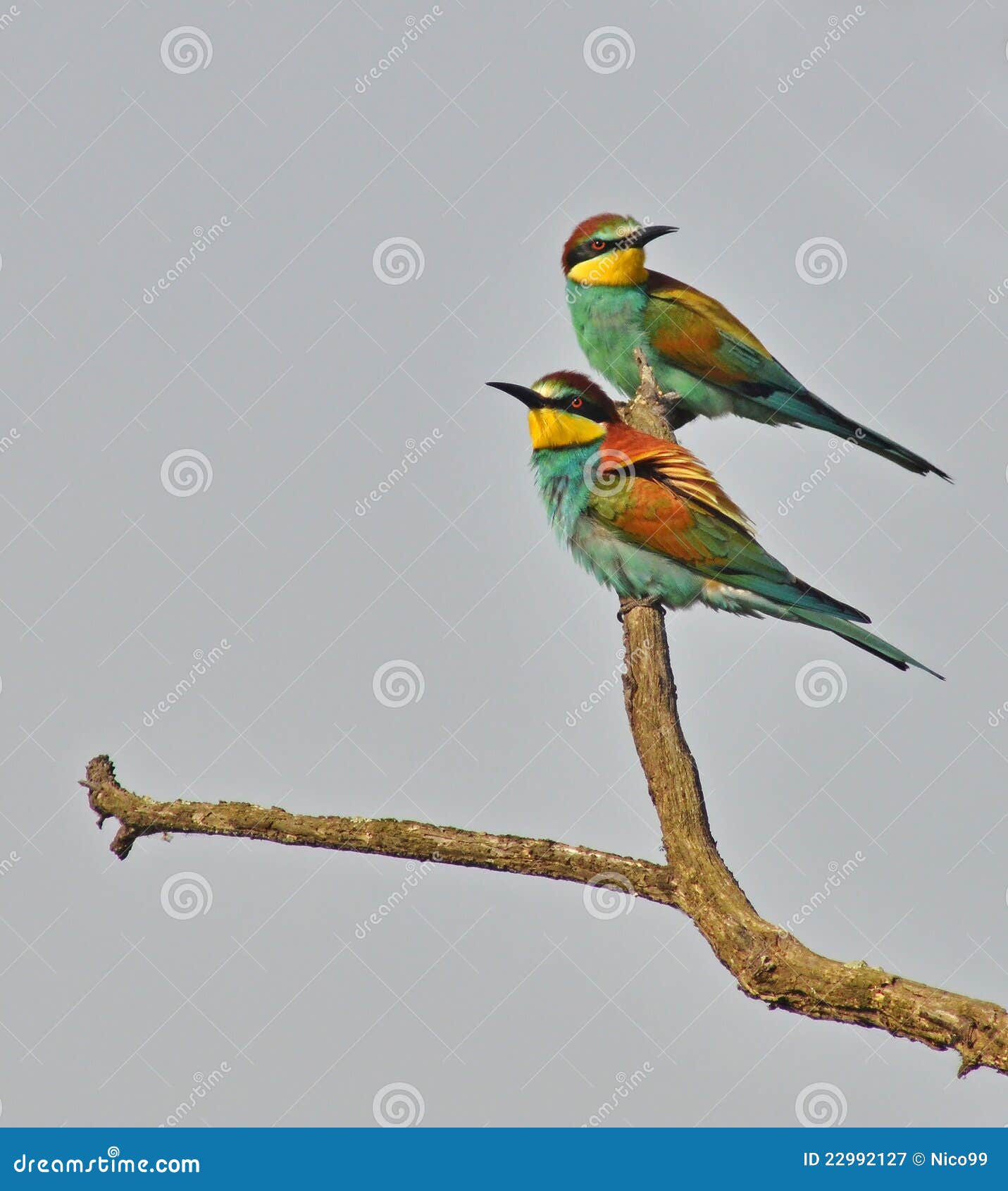 Rainbow And Birds Royalty-Free Stock Photo | CartoonDealer.com #94055169