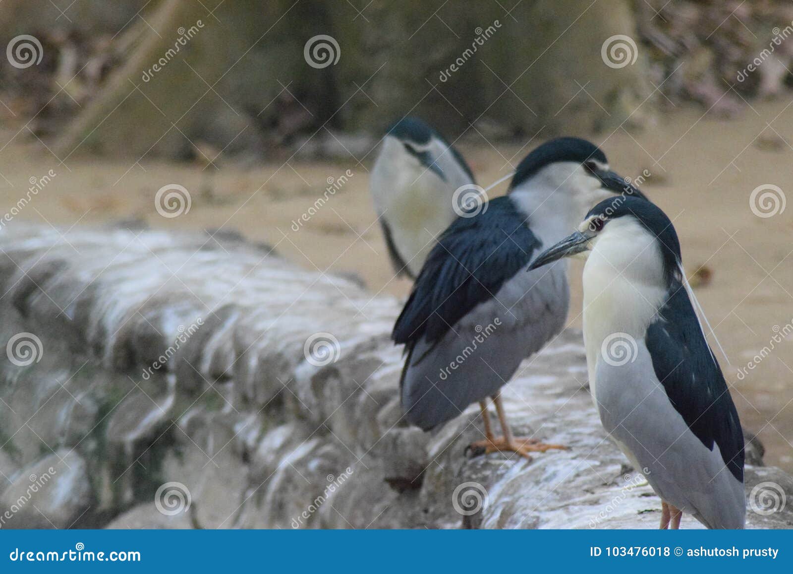 Beautiful Birds Sitting in a Row. Stock Photo - Image of innocent ...
