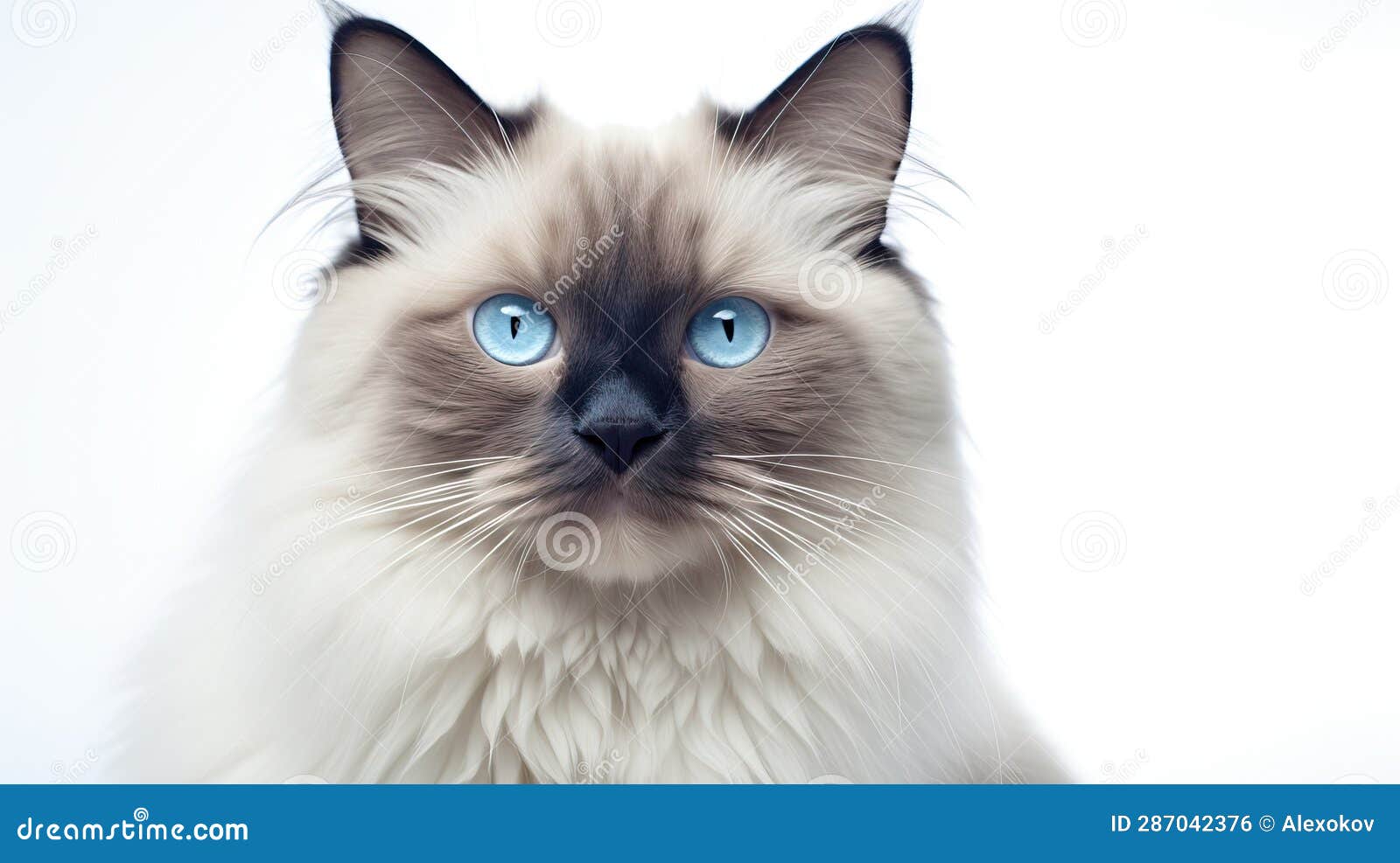 Beautiful Birman Cat Breed On White Background AI Generated Royalty ...