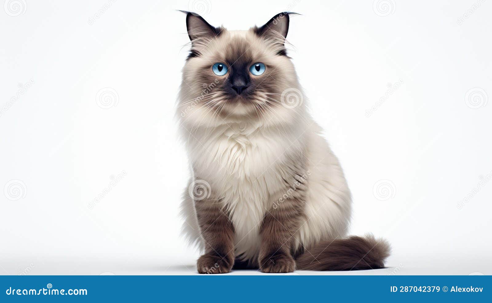 Beautiful Birman Cat Breed On White Background AI Generated Royalty ...