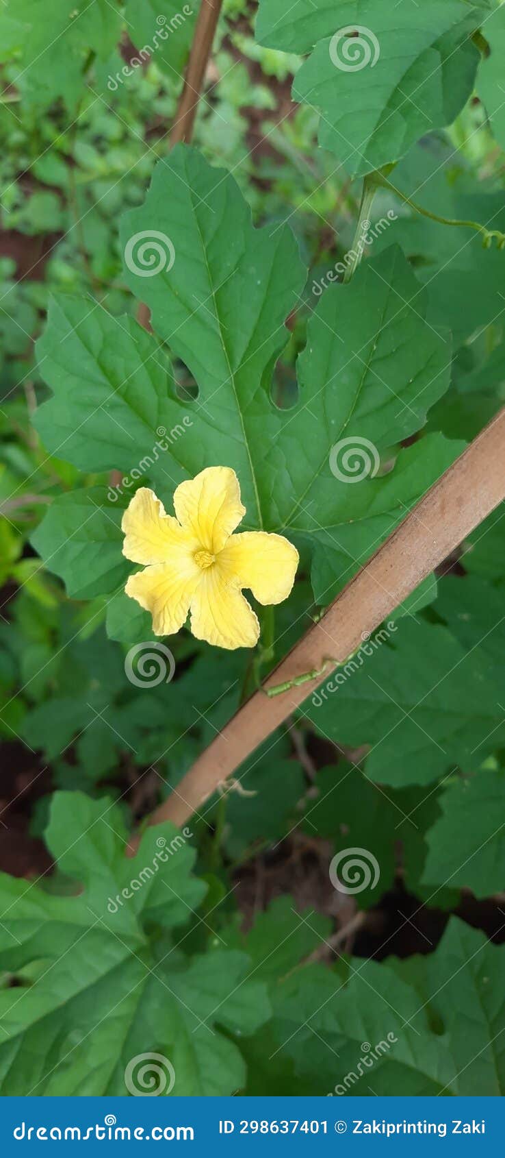 A Beautiful Bitter Melon Fruit Flower, Bunga Pare Stock Image - Image ...