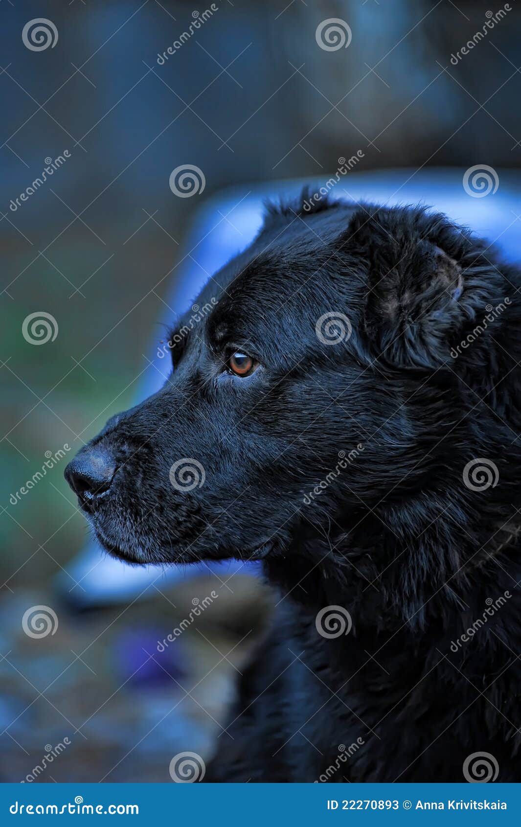Beautiful black alabai stock image. Image of cute, color - 22270893