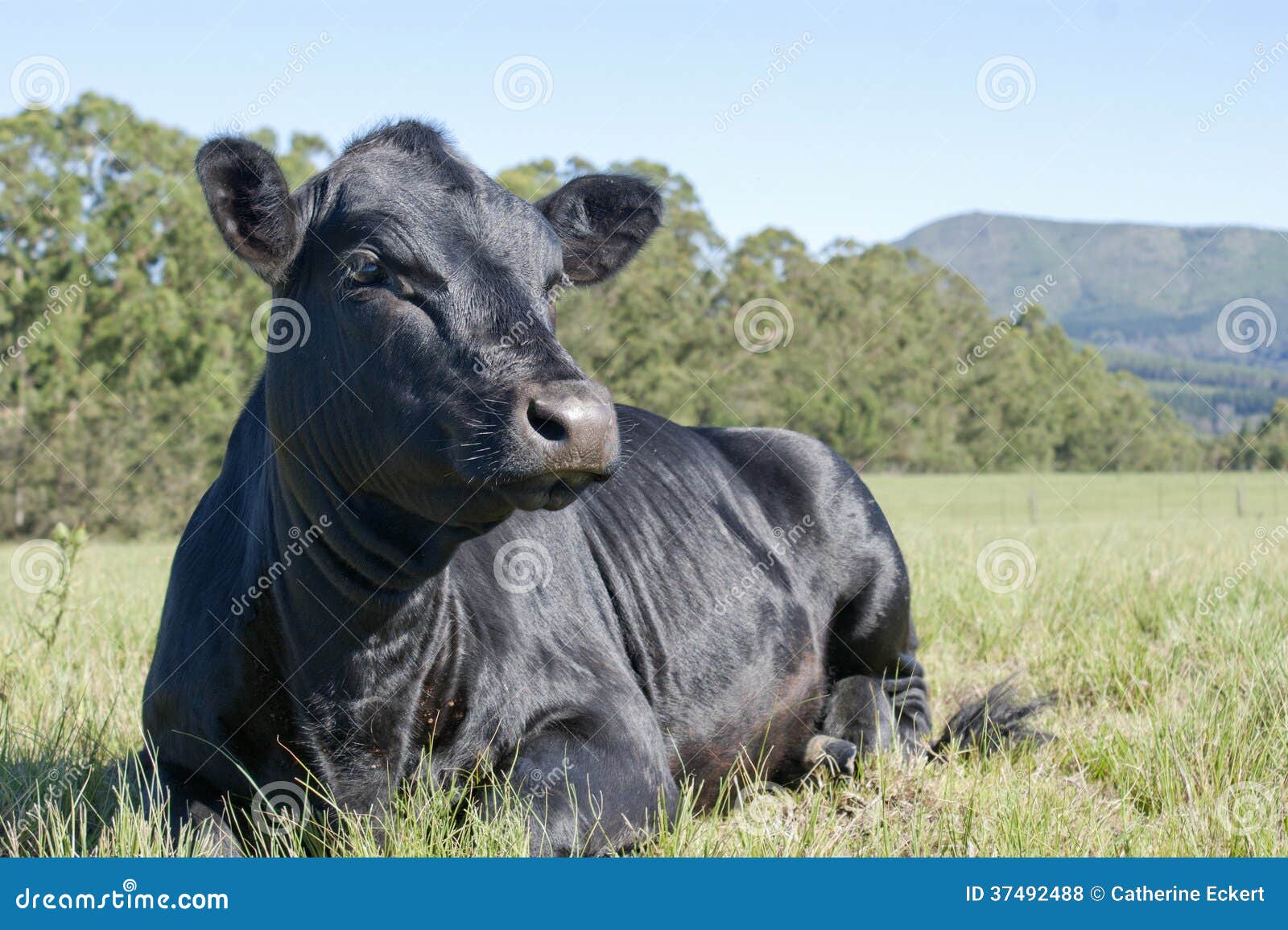 Beautiful Black Angus stock photo. Image of mammal, bovine - 37492488