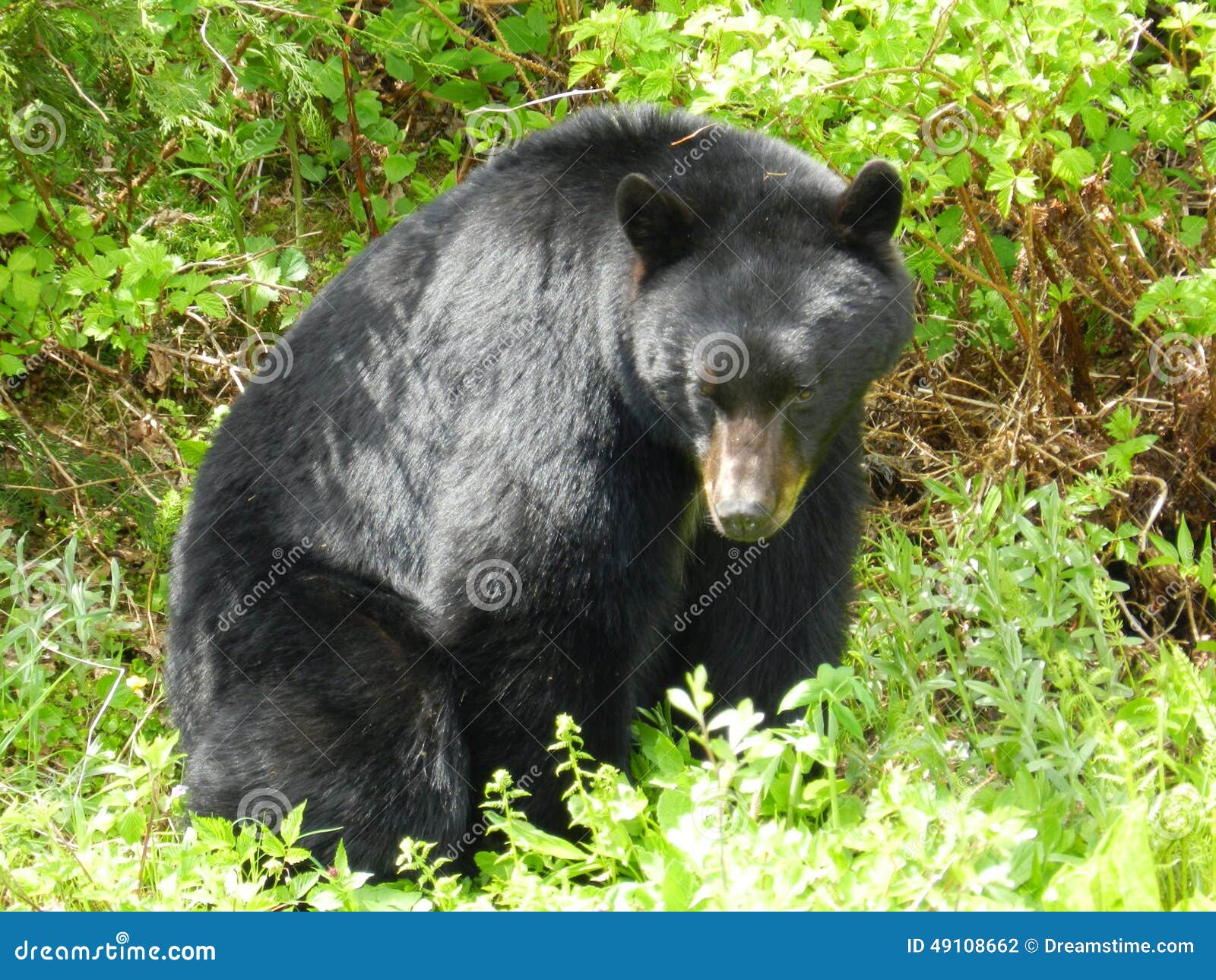 Beautiful Black Bear stock photo. Image of beautiful - 49108662