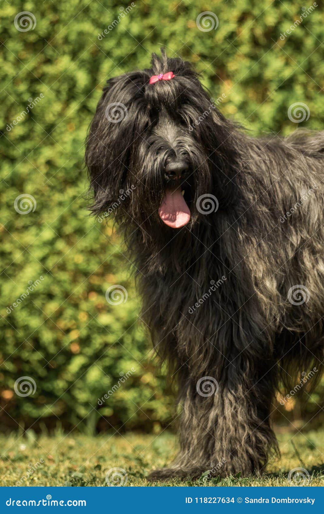 A Beautiful Black Briard in the Garden Stock Photo - Image of grass ...