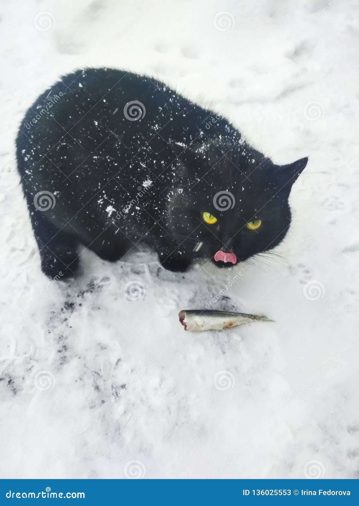 Beautiful Black Cat Licks when Eating Fish. Stock Image - Image of ...