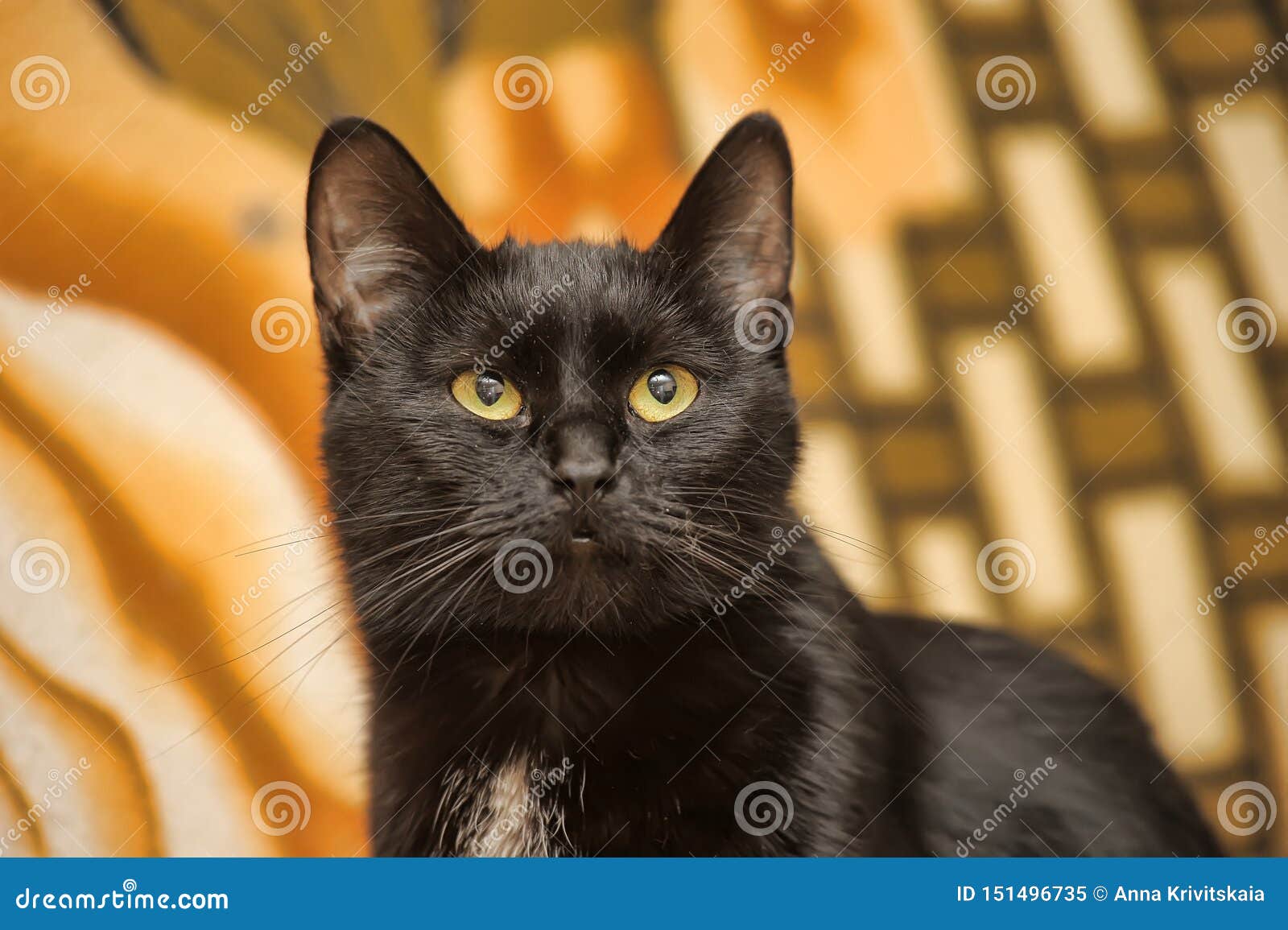 Black cat with shiny hair stock image. Image of closeup - 151496735