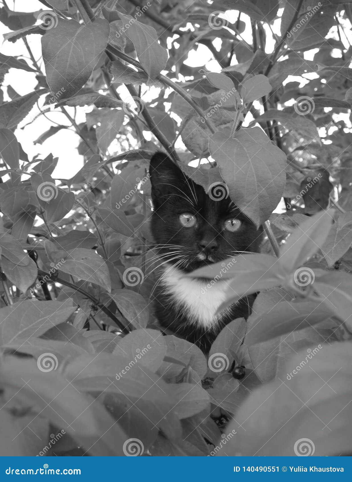 Beautiful Black Cat with White Breast and White Paws Stock Image ...