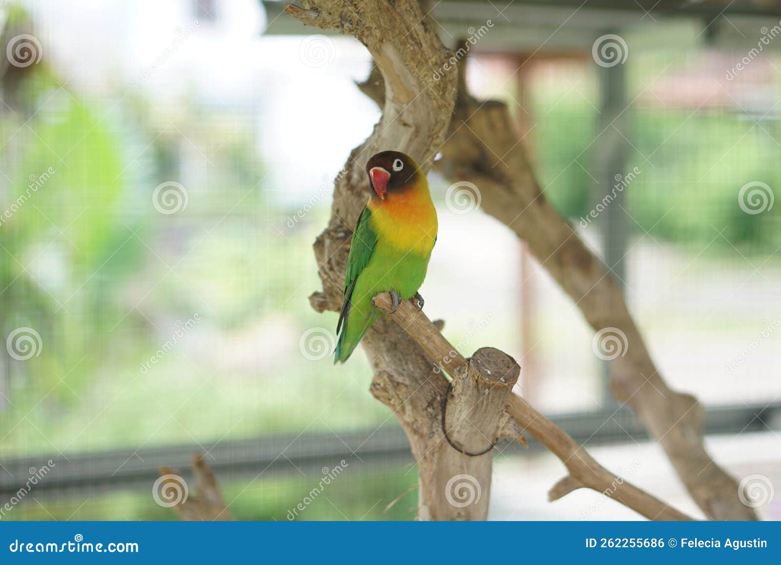 Beautiful Black Cheeked Lovebird Standing on a Tree. Stock Photo ...