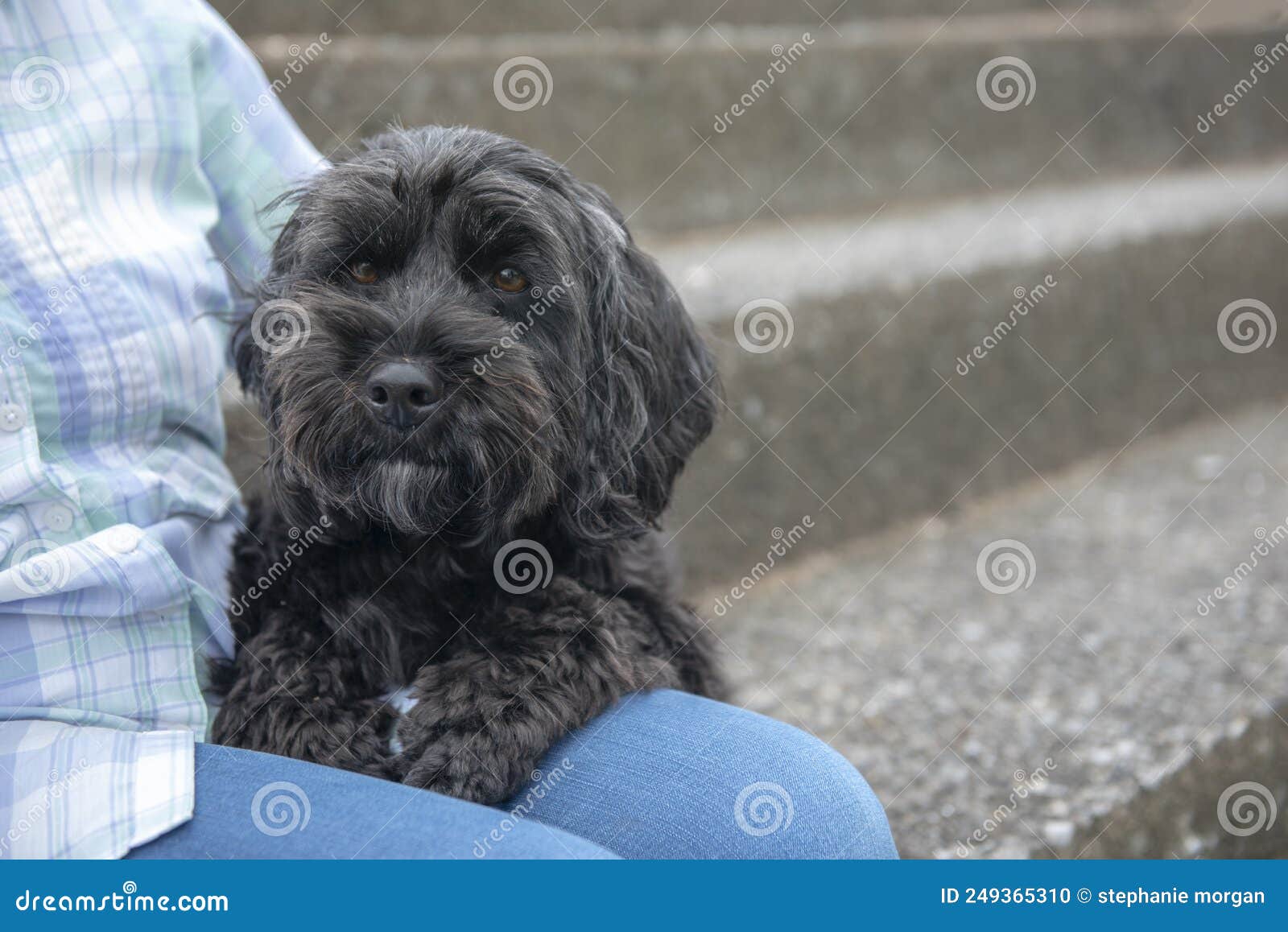 Beautiful Black Cockapoo Dog Sitting on Concrete Steps Stock Photo ...