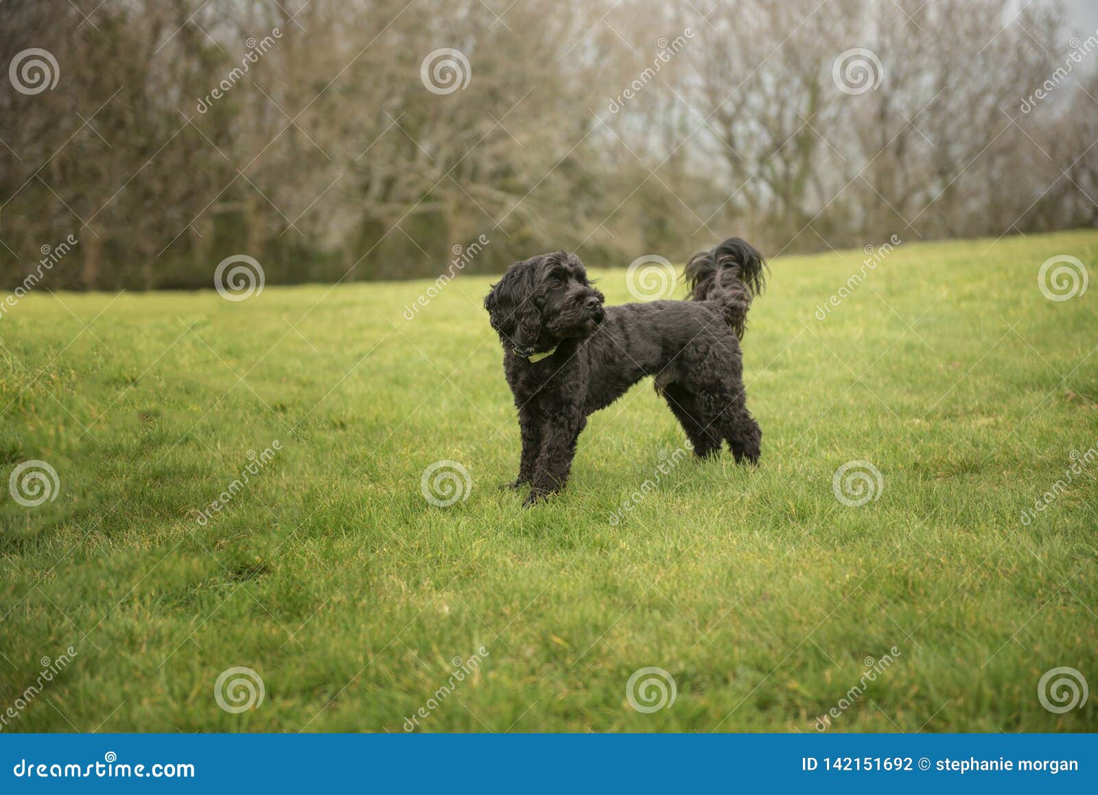Beautiful Black Cockapoo Puppy Stock Photo - Image of healthy, outdoors ...