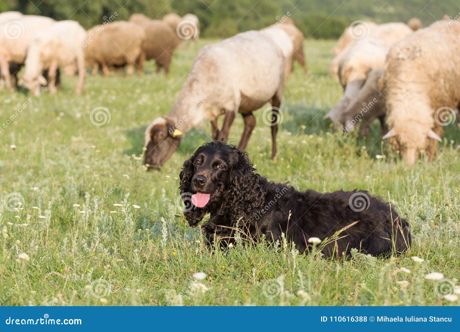 Beautiful Black Cocker Spaniel Standing on the Grass in a Field through ...