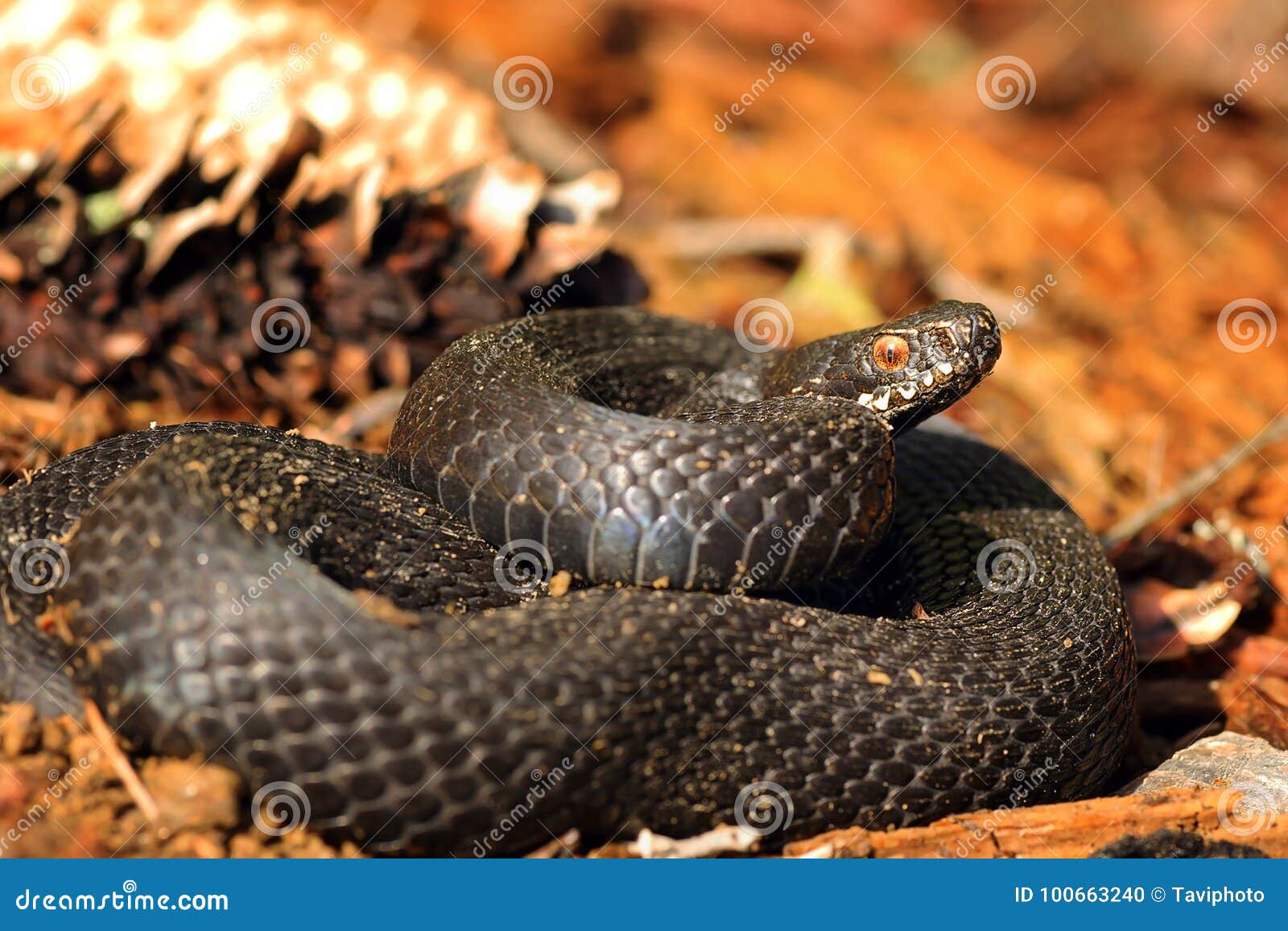 Beautiful Black Common Adder Stock Photo - Image of head, herp: 100663240