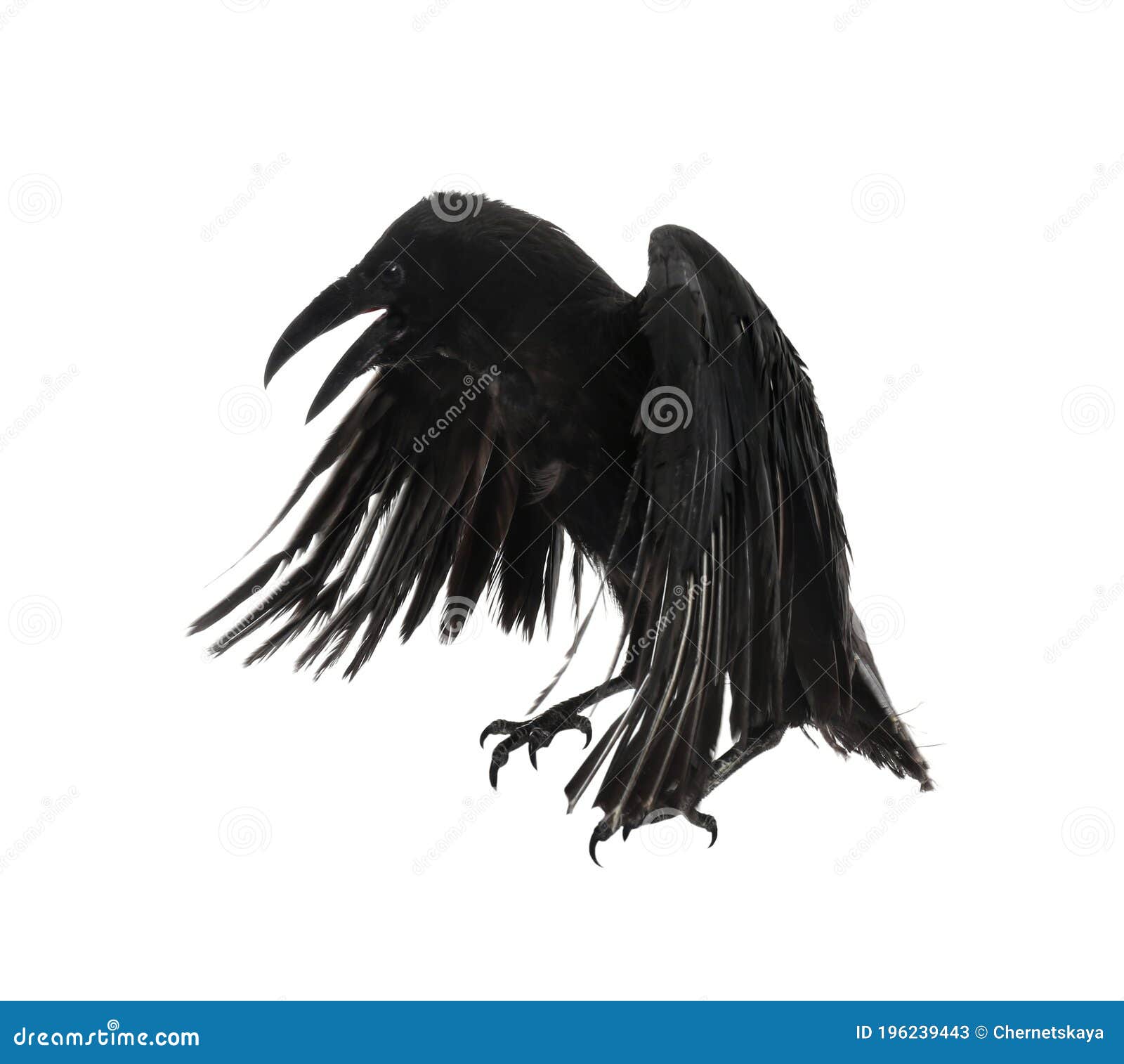 Beautiful Black Common Raven on White Background Stock Image - Image of ...