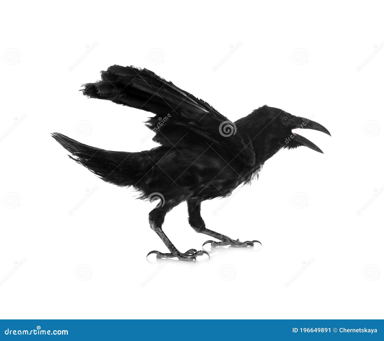 Beautiful Black Common Raven on White Background Stock Image - Image of ...
