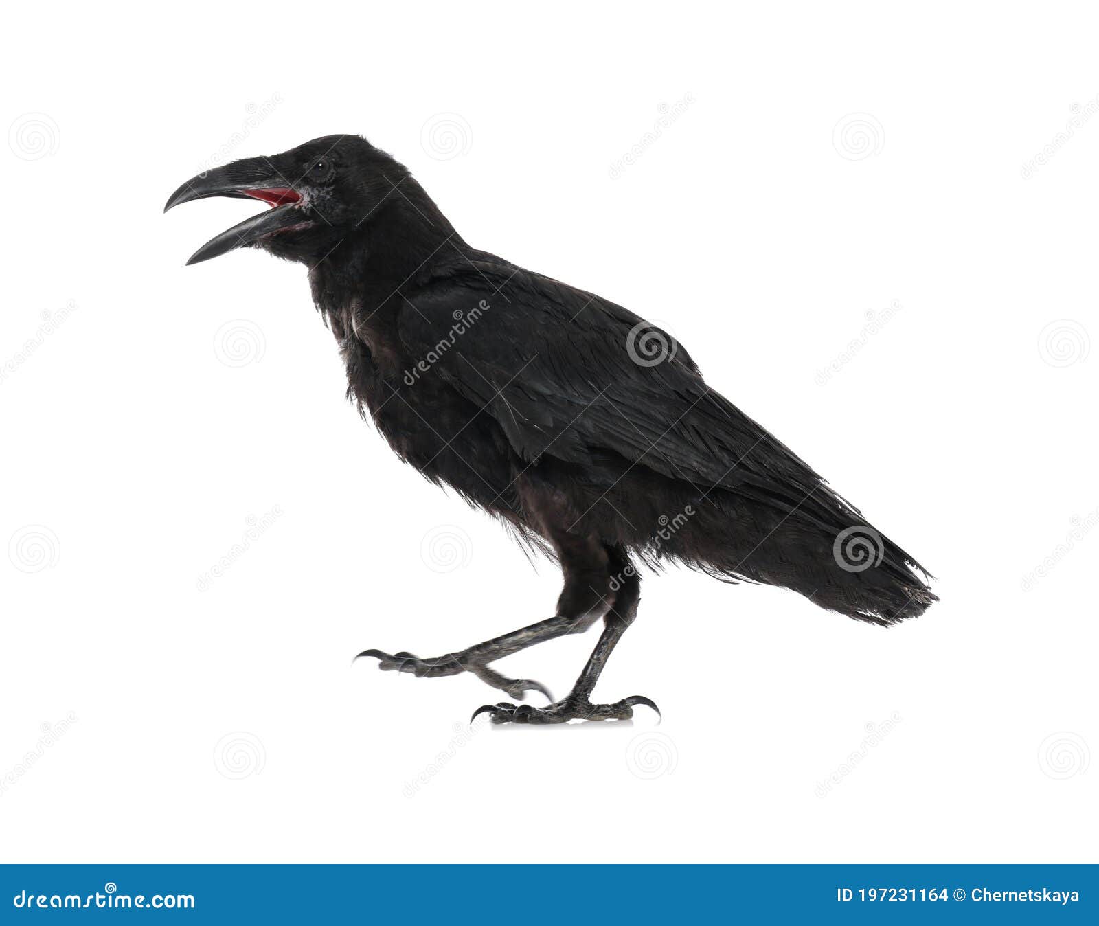 Beautiful Black Common Raven on White Background Stock Photo - Image of ...