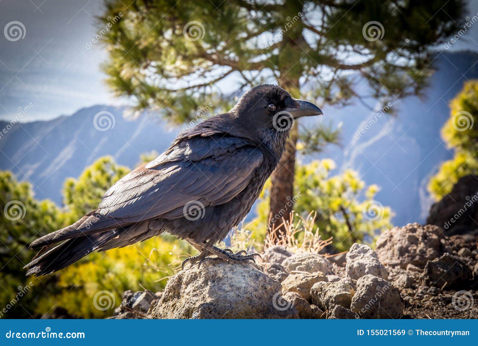 Beautiful black crow stock image. Image of islabonita - 155021569