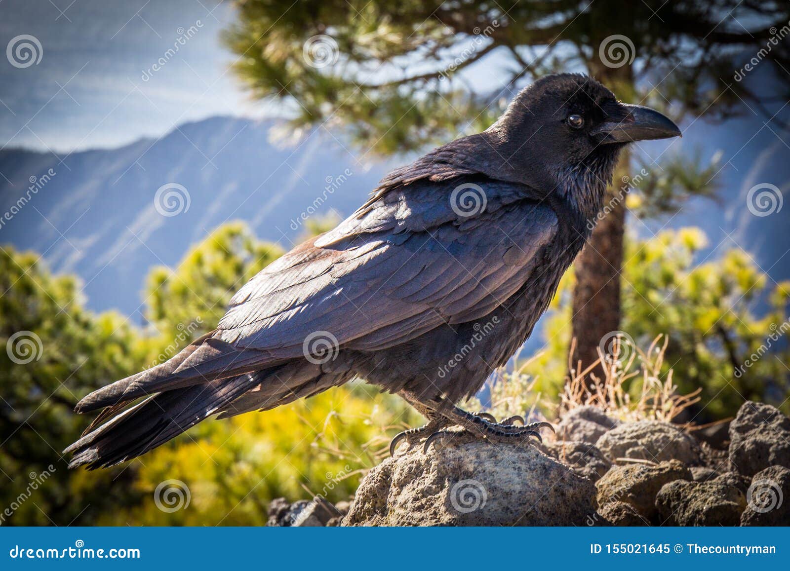 Beautiful black crow stock image. Image of taburiente - 155021645