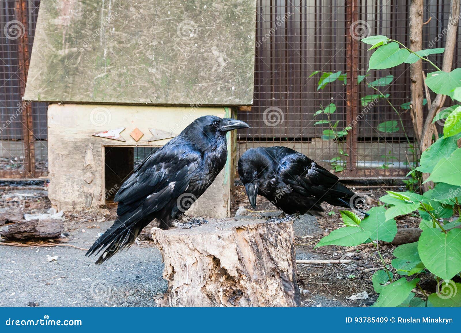 Beautiful Black Crows Sit on a Stump Stock Image - Image of cawing ...
