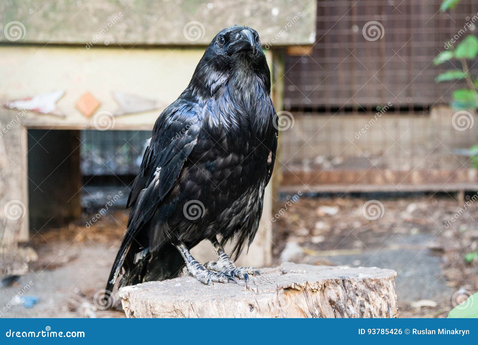 Beautiful Black Crows Sit on a Stump Stock Photo - Image of crow ...