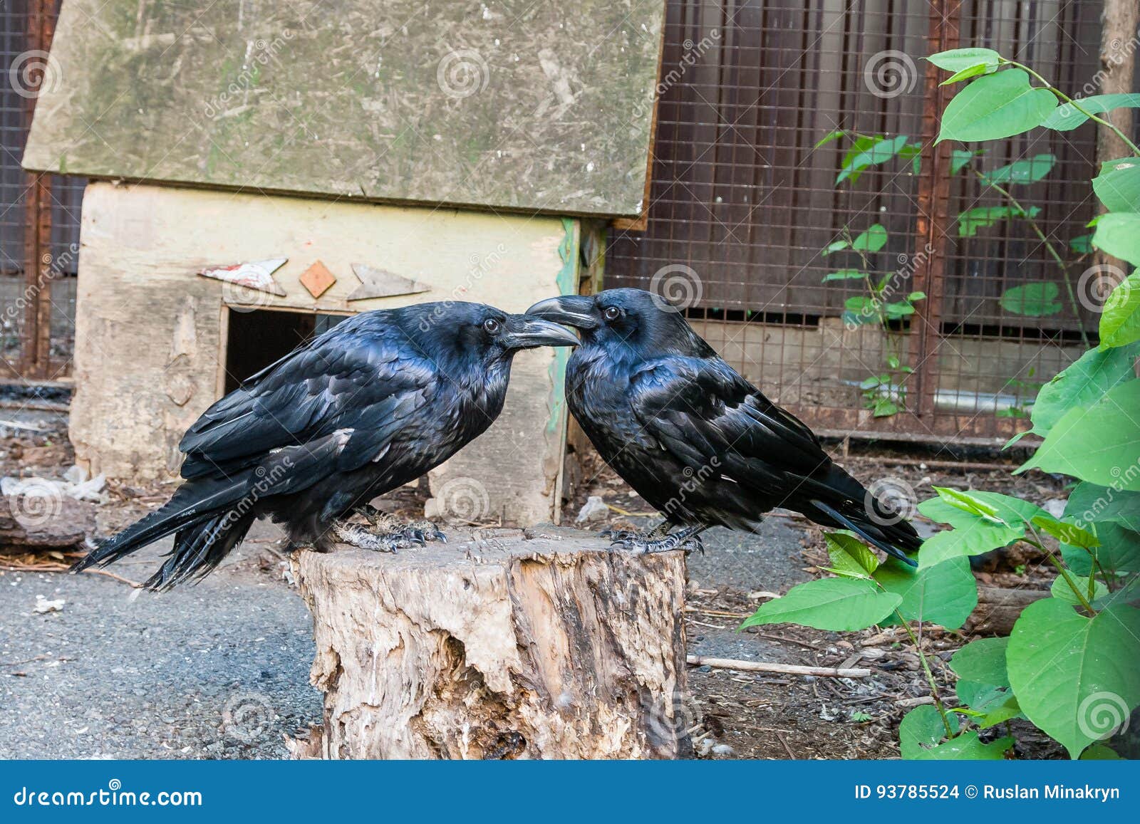 Beautiful Black Crows Sit on a Stump Stock Photo - Image of black ...