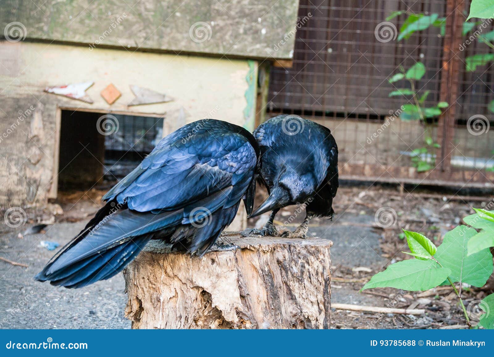 Beautiful Black Crows Sit on a Stump Stock Photo - Image of corax ...