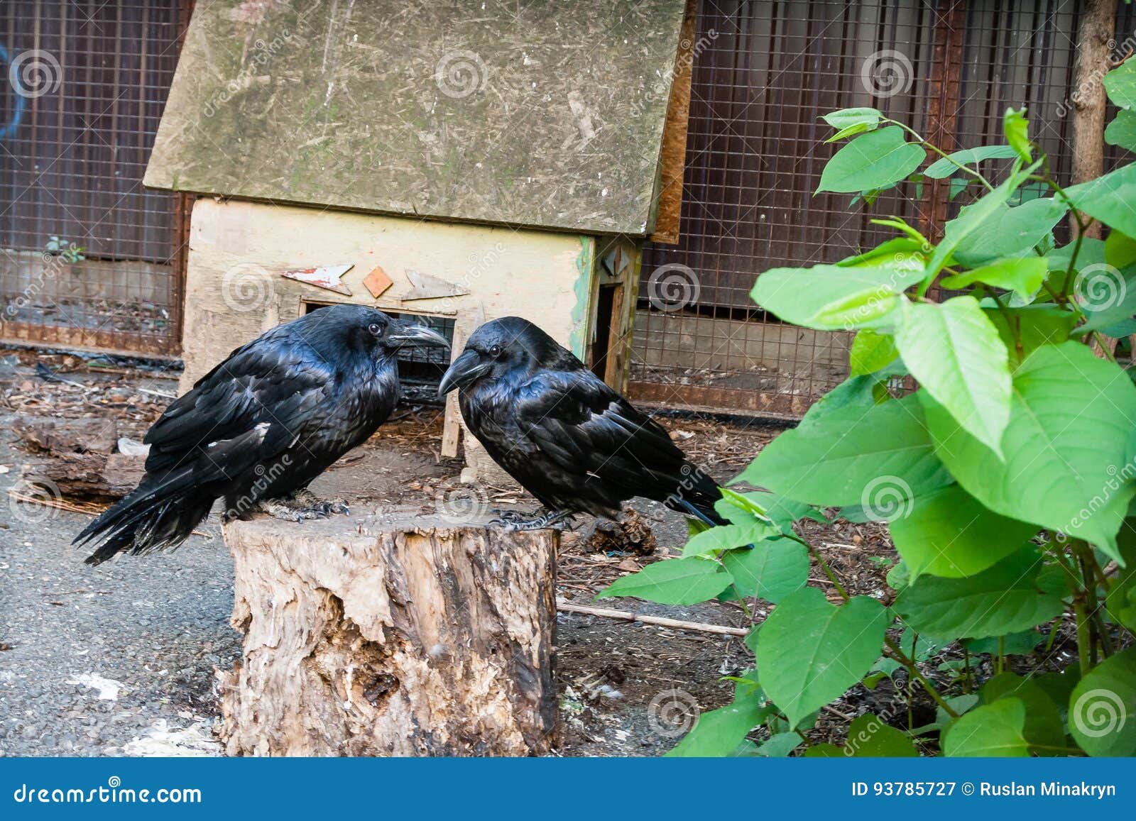 Beautiful Black Crows Sit on a Stump Stock Image - Image of corvidae ...