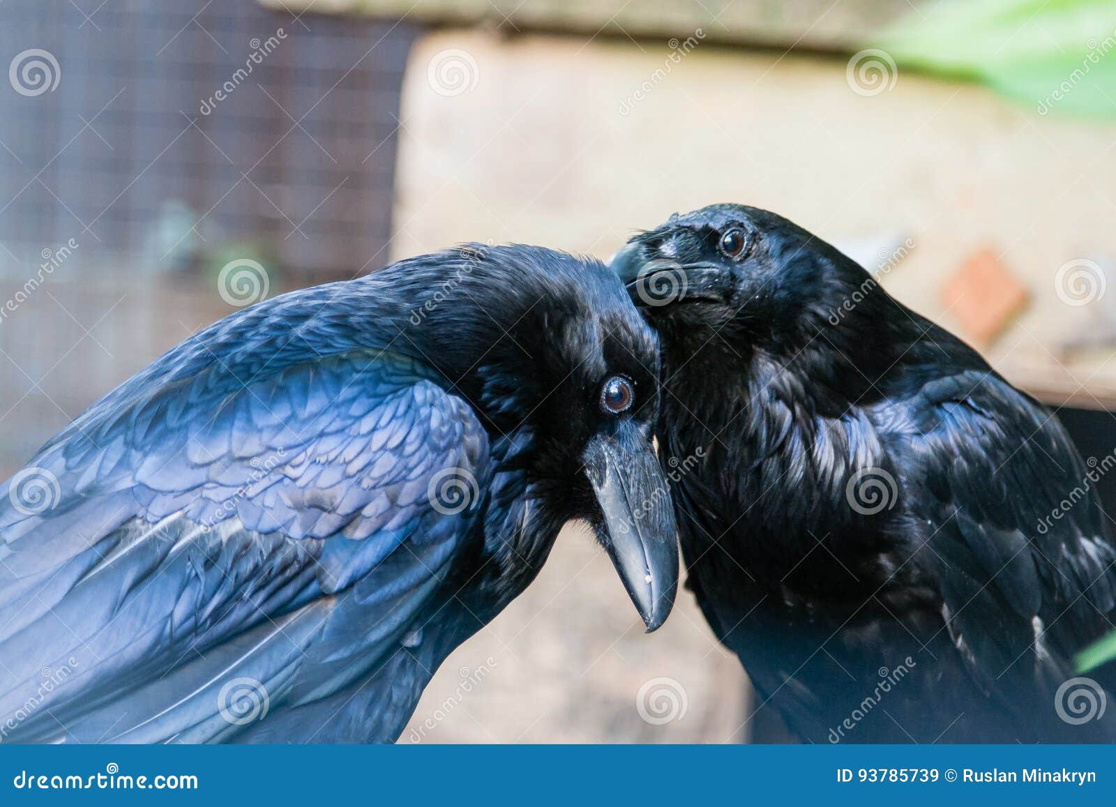 Beautiful Black Crows Sit on a Stump Stock Image - Image of food ...