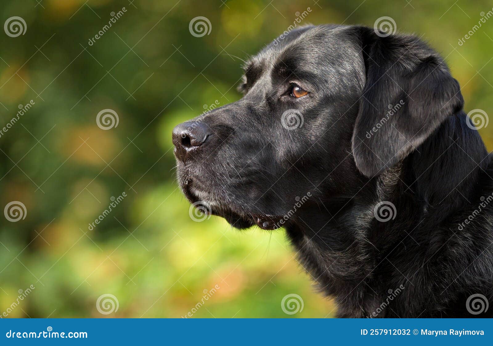 Beautiful Black Dog Breed Labrador Stock Photo - Image of puppy ...