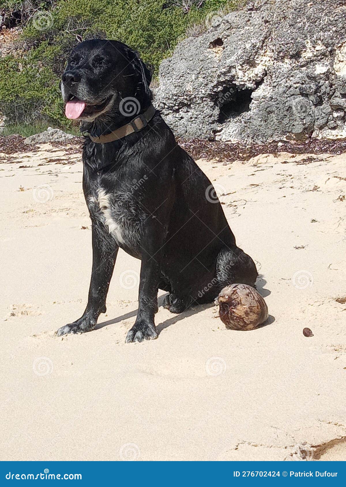A Beautiful Black Dog Sitting on the Beach Stock Photo - Image of beach ...