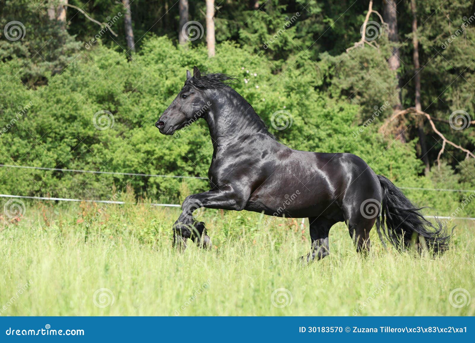 Black Friesian Stallion Running Stock Photo - Image of equine, running ...