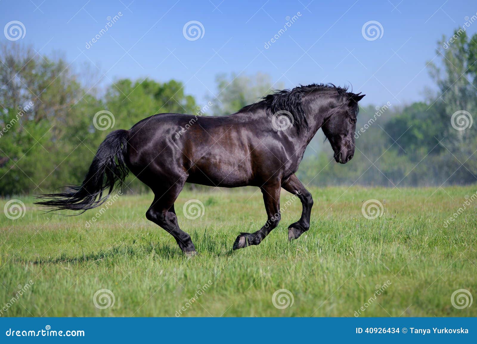 Beautiful Black Horse Galloping Across The Field On Forest Background ...
