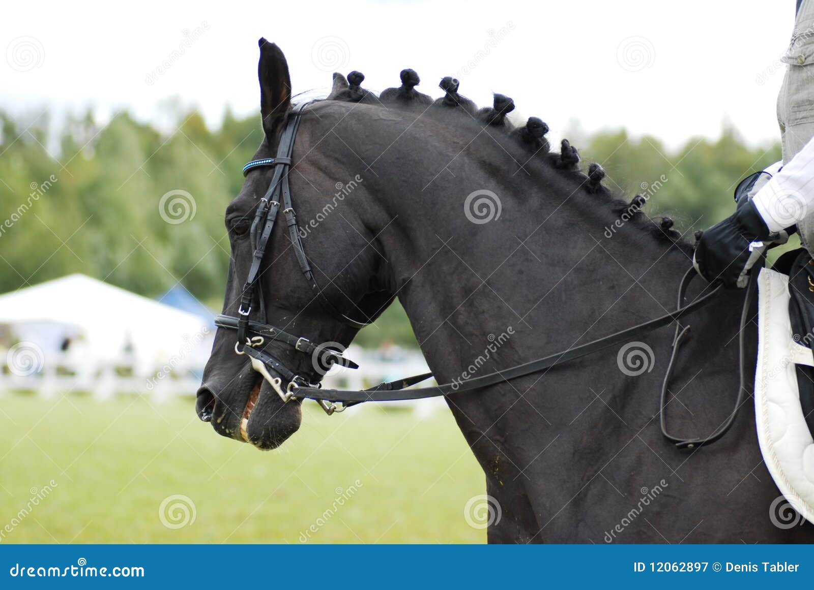 Beautiful Black Horse with Rider Stock Image - Image of black, culture ...