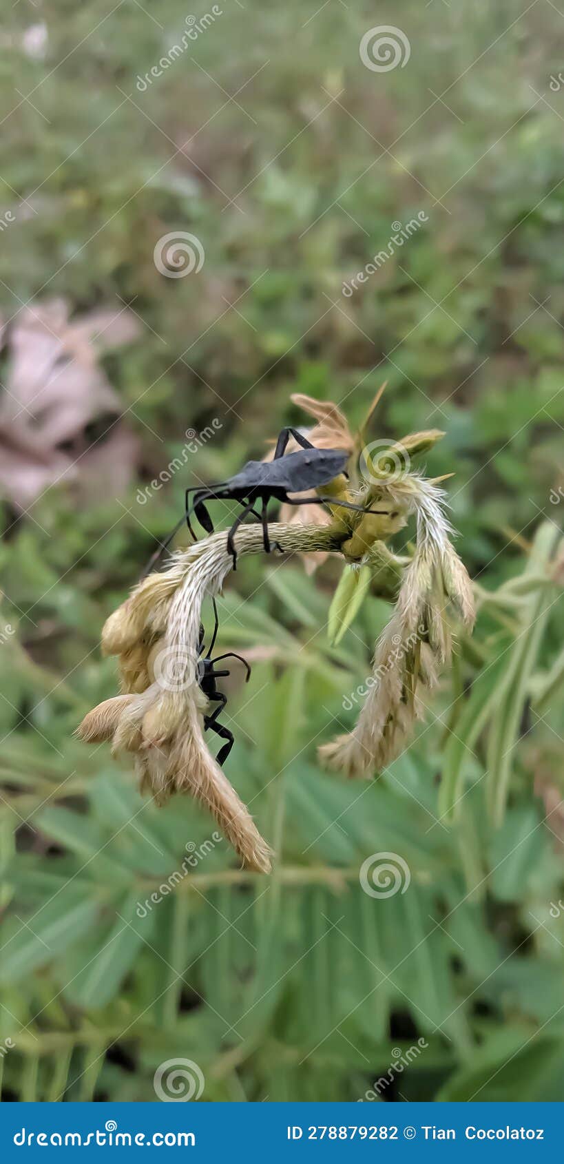 BEAUTIFUL BLACK INSECT in GARDEN Stock Photo - Image of insect, black ...