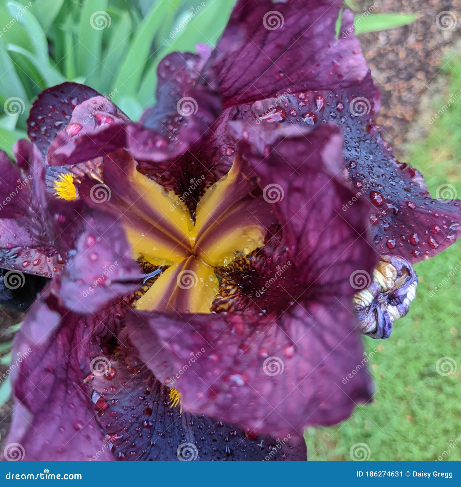 A Beautiful Black Iris Opening Up for the World To See Stock Image ...