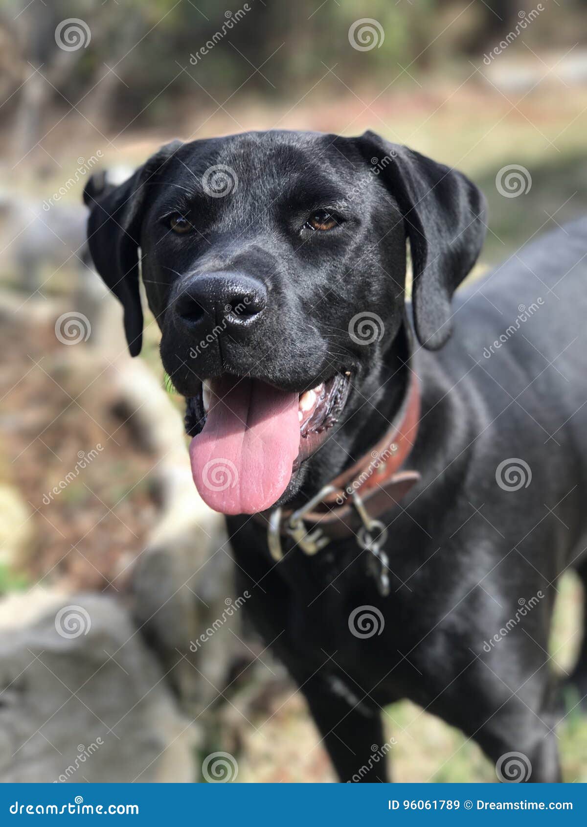 Beautiful Black Lab stock image. Image of shiny, beautiful - 96061789
