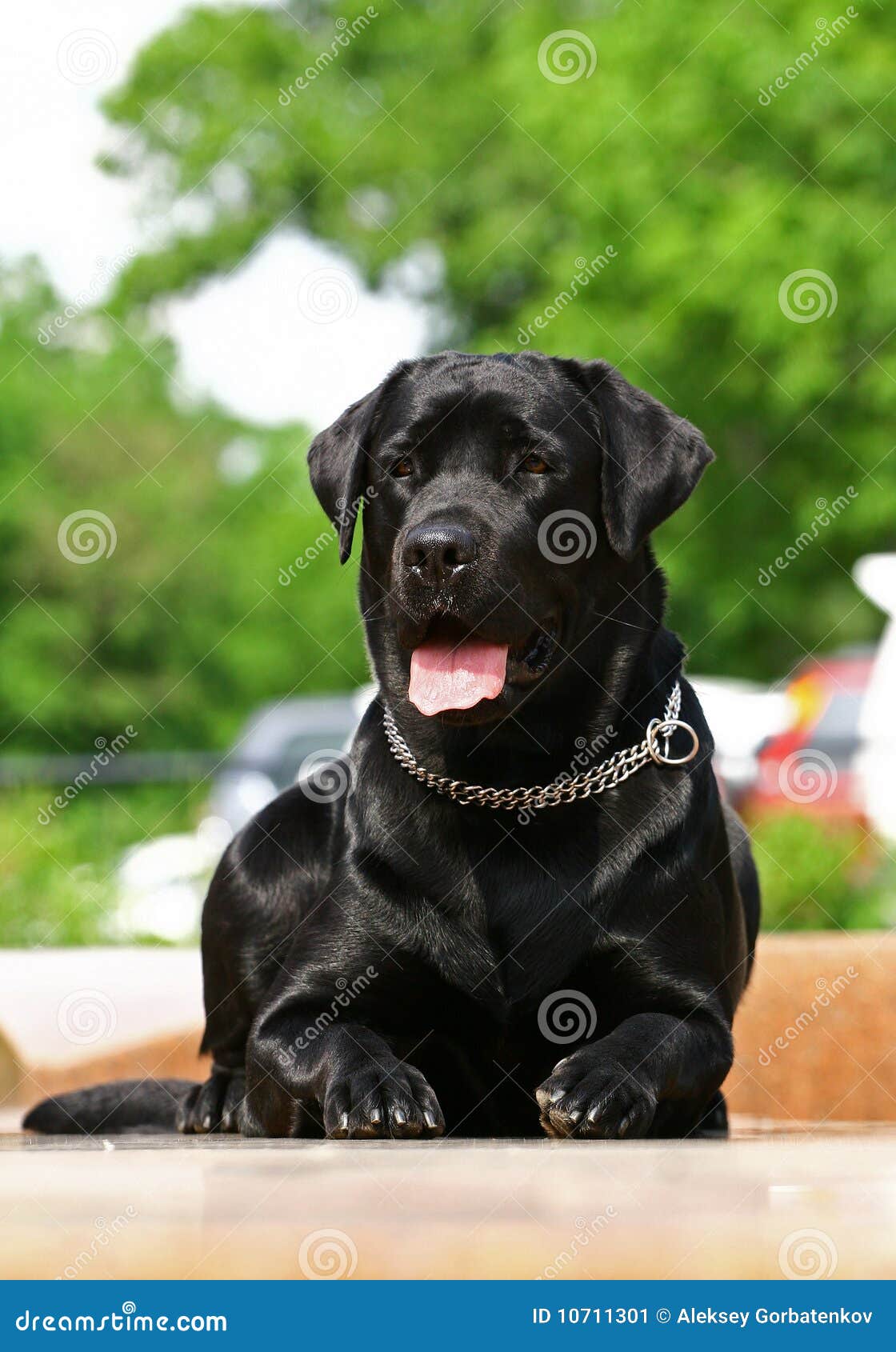 Beautiful Black Labrador Laying Stock Image - Image of formal, outdoors ...