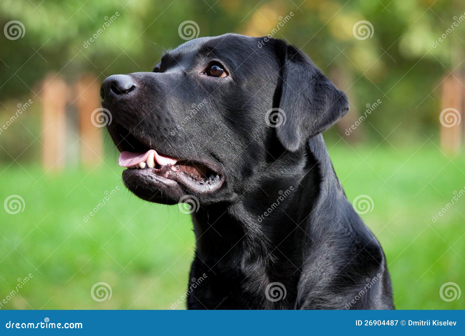 Beautiful Black Labrador Retriever Stock Image - Image of outdoors ...