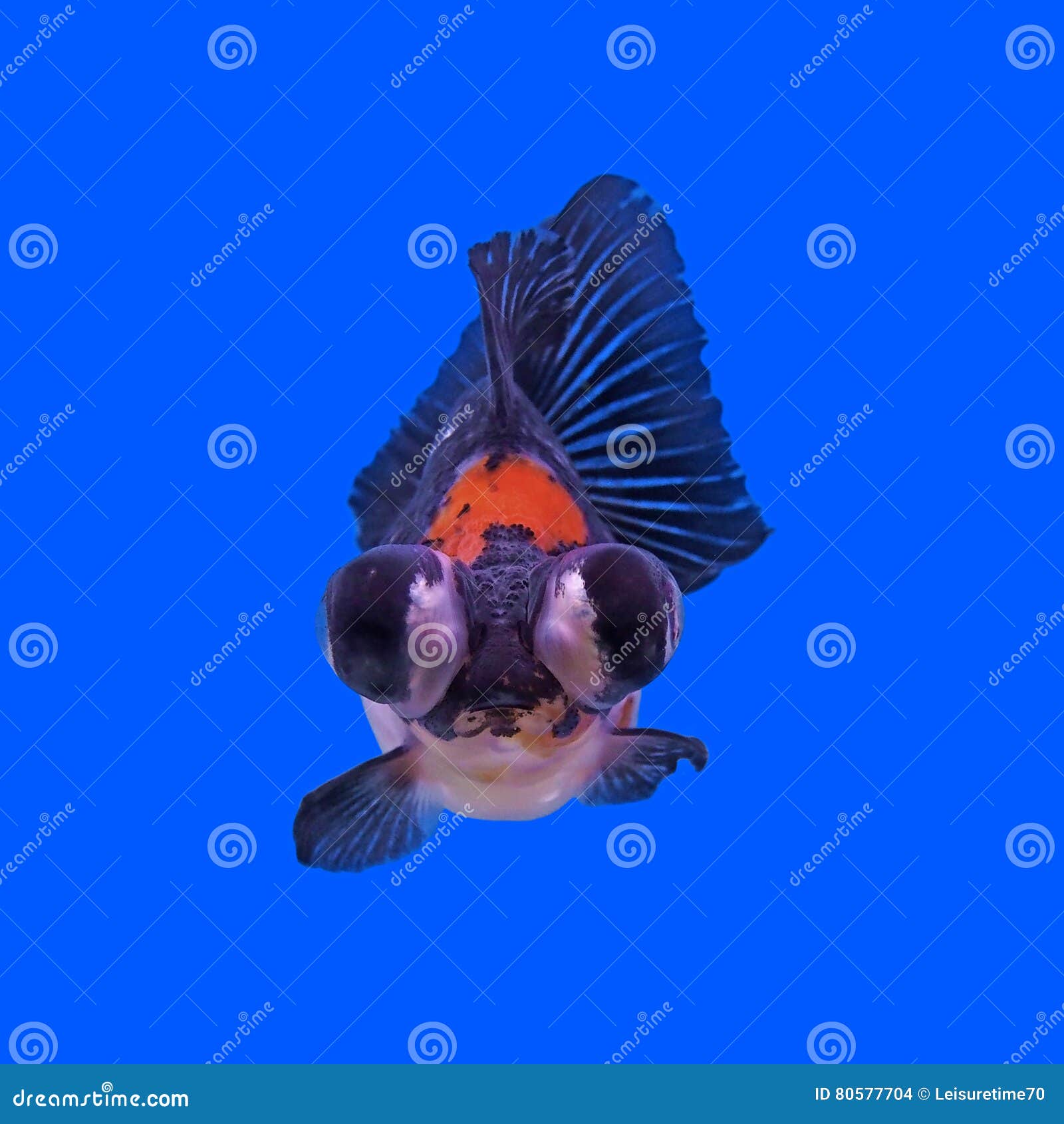 Beautiful Black Moor Goldfish Stock Photo - Image of fins, moor: 80577704
