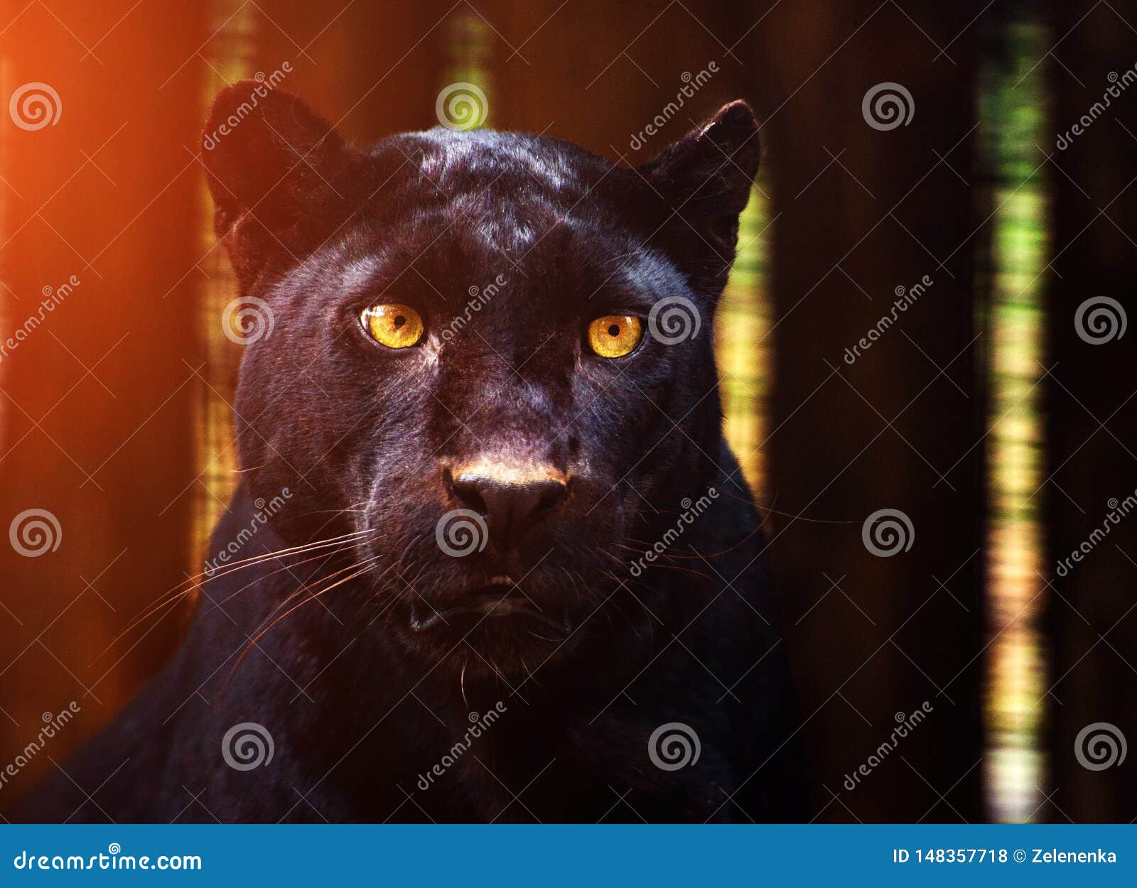 Beautiful black Panther stock photo. Image of look, dangerous - 148357718